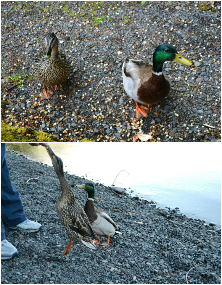 dissolved into something: Lake Crescent Lodge