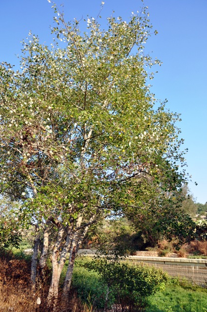 Maltese Nature: White poplar
