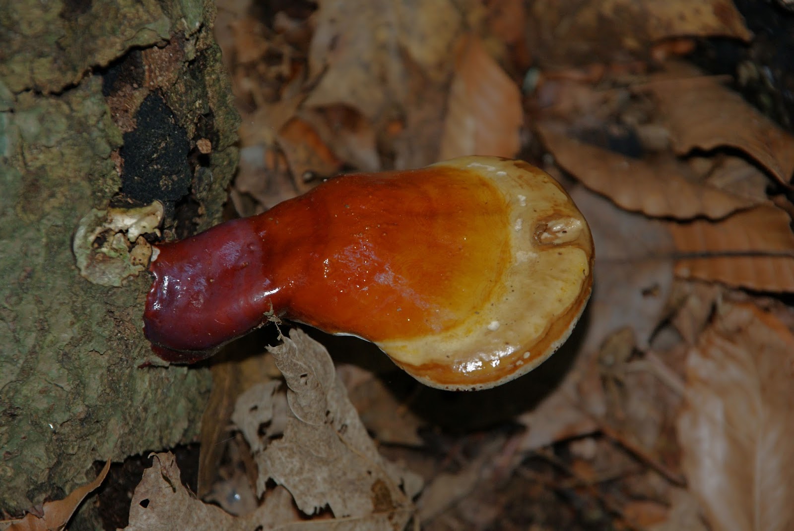 Being Herbalism: Harvesting Artist's Conk (Ganoderma)