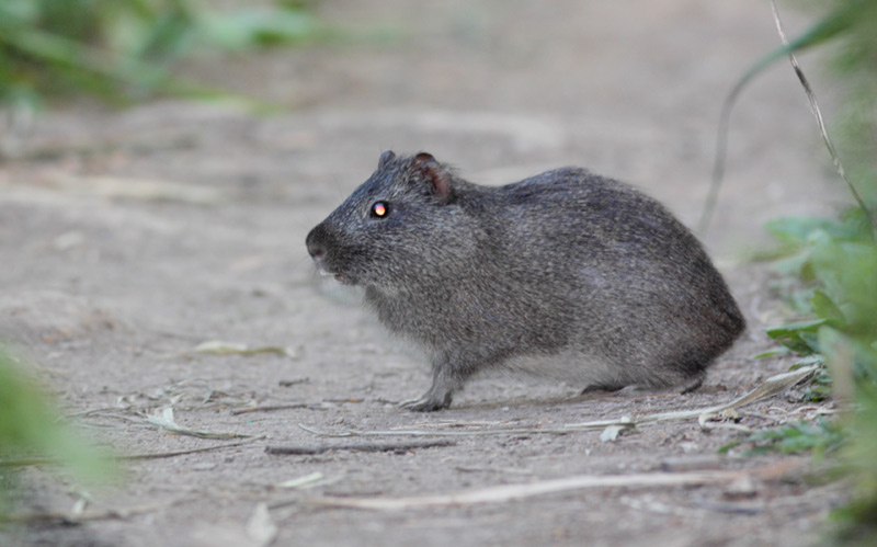 Argentina nativa: Cuis campestre (Cavia aperea)