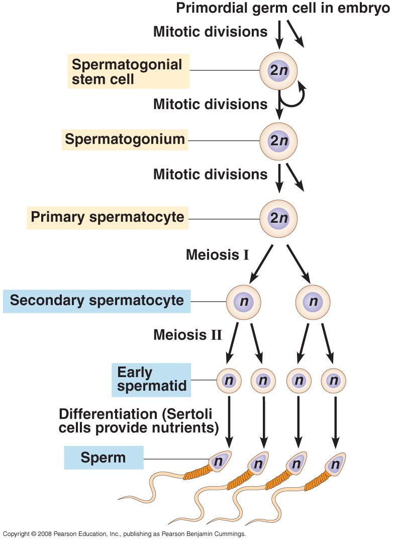 ~Tulics~: Sistem Reproduksi Pada Manusia