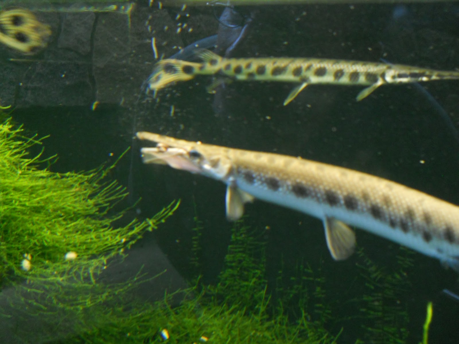 Volker Gardening: Plants and Science!: Belle Isle: Michigan Nature Zoo