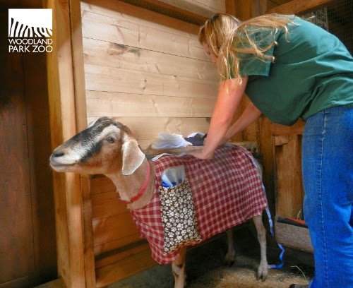 How do you heal a sore goat?