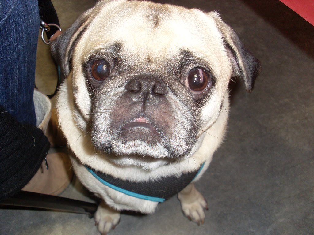 Apollo - The Adventure Pug: KPR's "March in the Pugs" Event