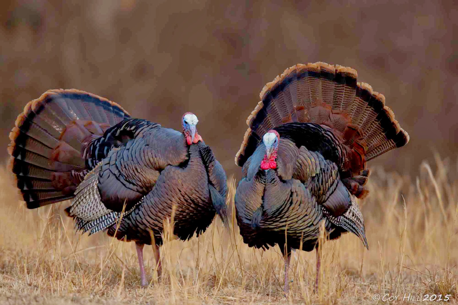 Country Captures: Mid-Winter: The Strutting Begins