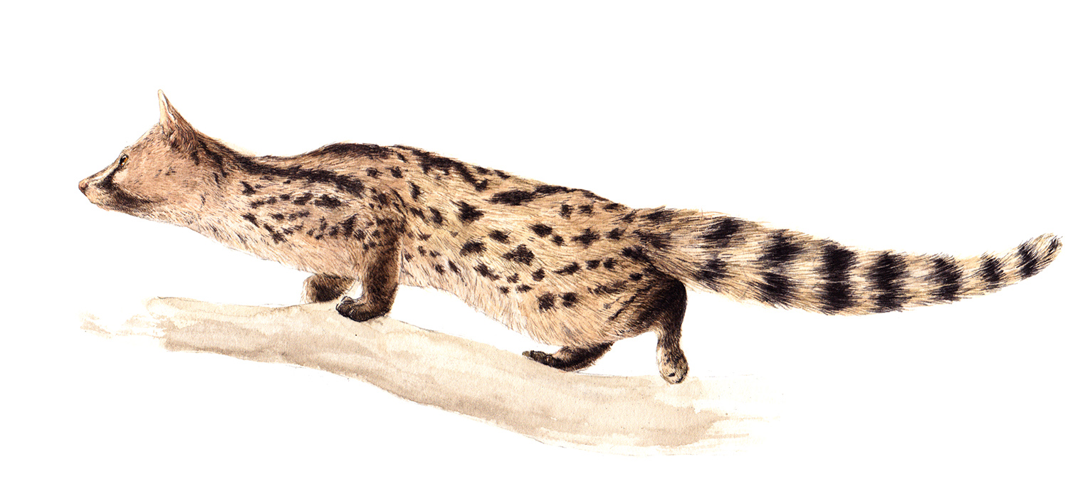 Miranda Pastor - Jineta común #Ilustrandolaciencia6