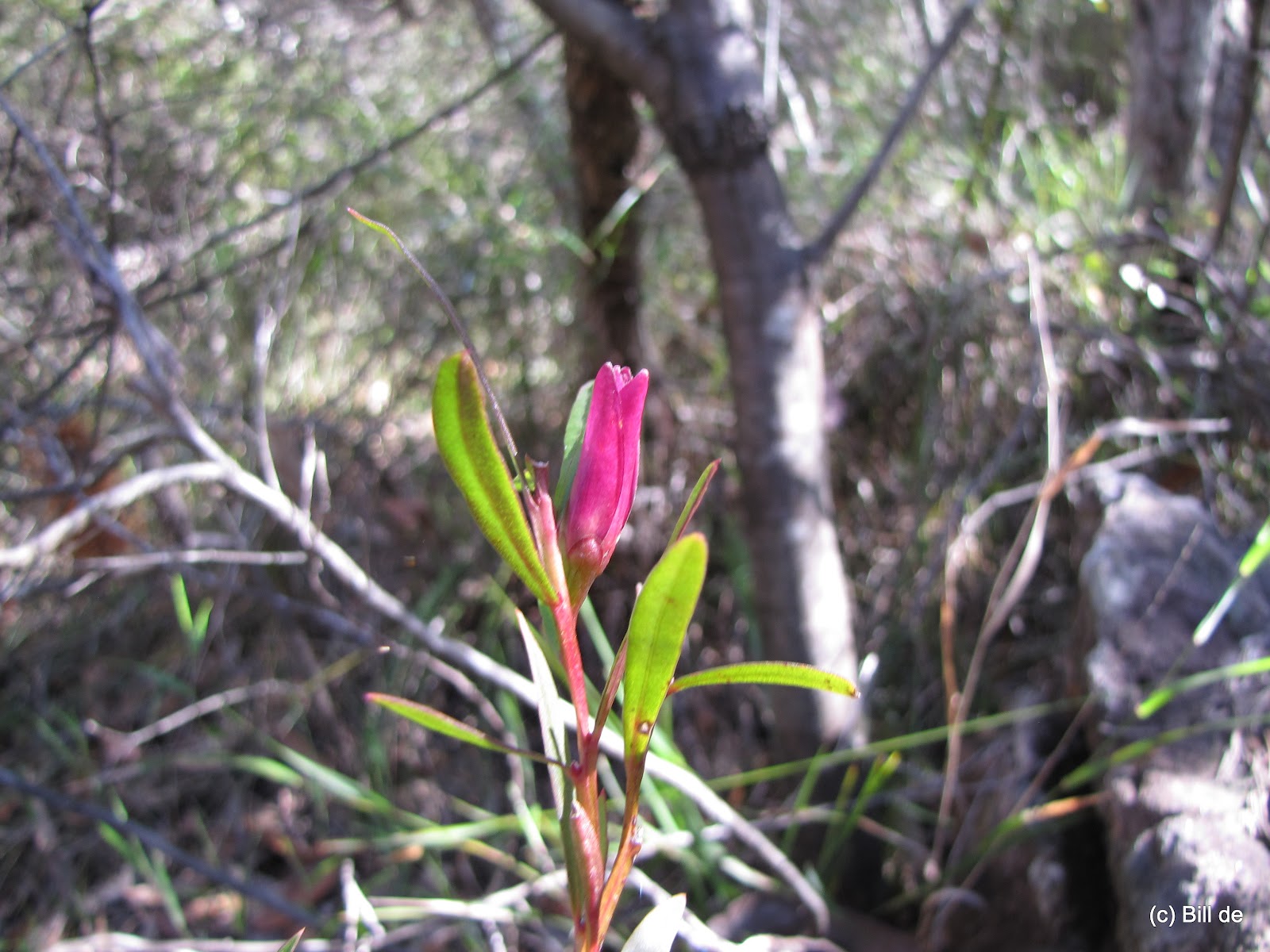 Sydney's Wildflowers and Native Plants: Crowea saligna - Small Crowea.