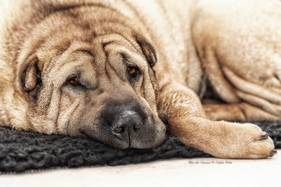 18 Of the Most Adorable Wrinkled Dogs | The Stuff Makes Me Happy