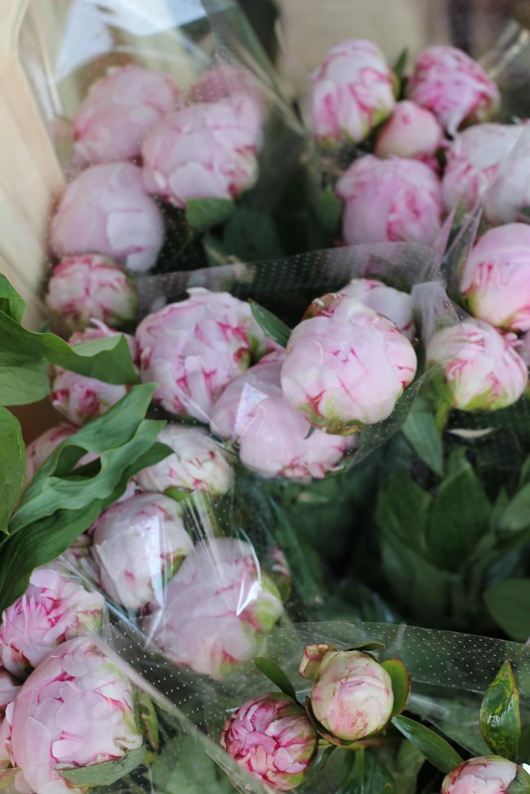i’d rather have peonies on my table … - Sarah Tucker