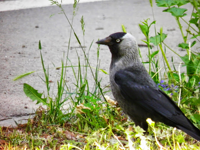 PASARI DIN ROMANIA: STANCUTA, Corvus monedula