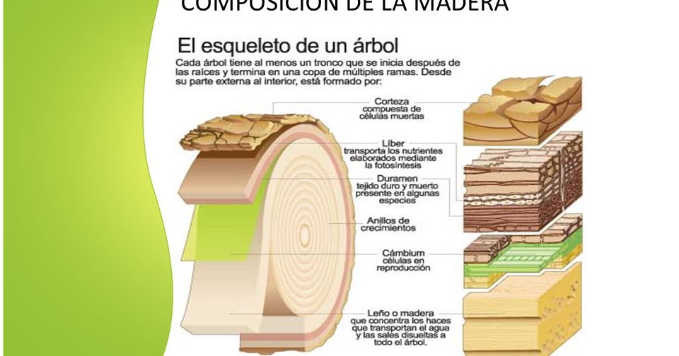Instituto Tecnico Industrial Piloto: La madera