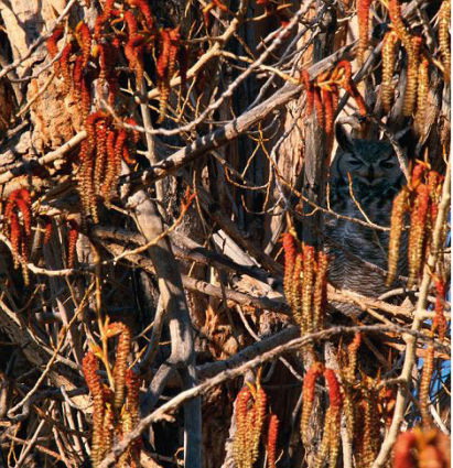 Kamuflase dan Mimikri di Dunia Binatang