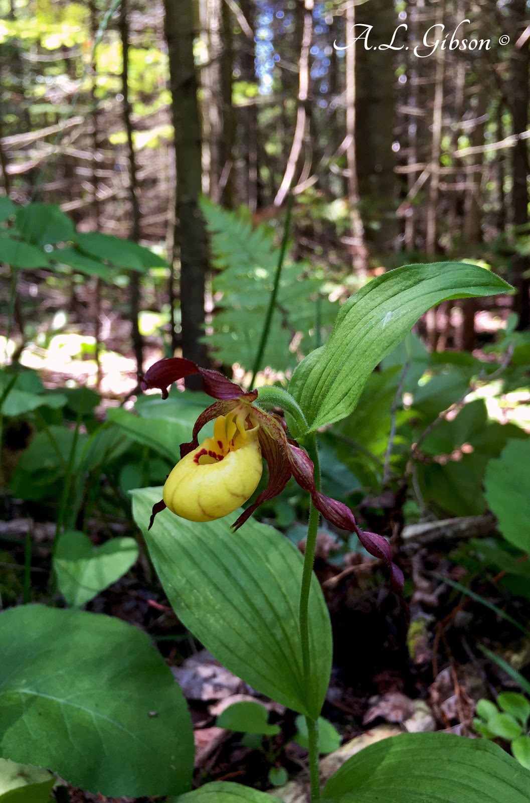 The Buckeye Botanist: The Bruce Peninsula Part IV: Roadside Plants ...