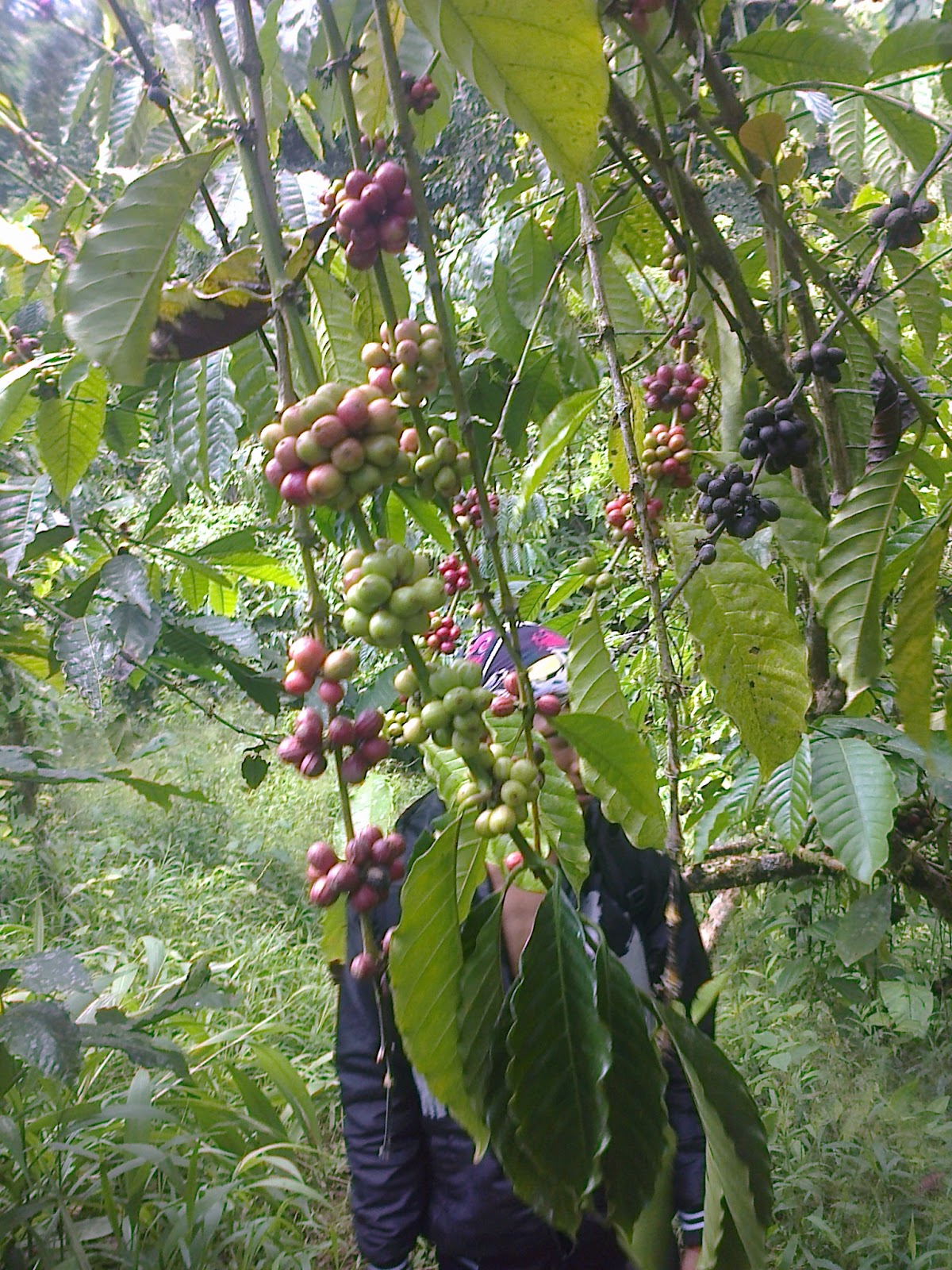 Air Terjun Curug 9, Air Terjun Terindah Di Provinsi Bengkulu