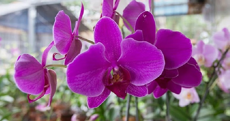 Ilmu Teknologi Pertanian: Anggrek / Orchid (Orchidaceae)