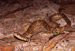 Animales en el Planeta: Mapaná o labaria (Bothrops atrox) (Las Especies ...