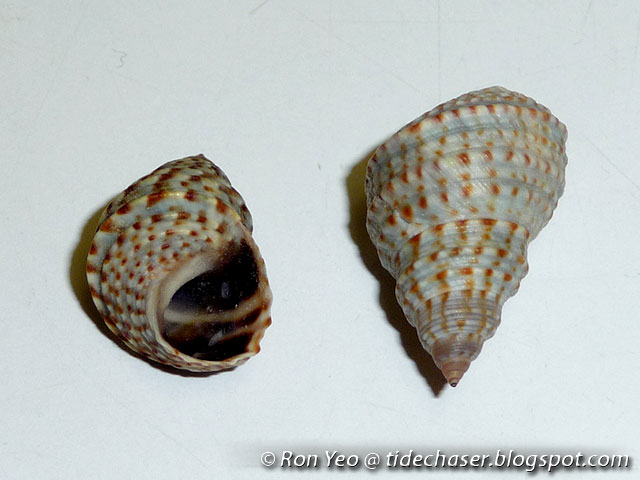 tHE tiDE cHAsER: Periwinkles (Phylum Mollusca: Family Littorinidae) of ...