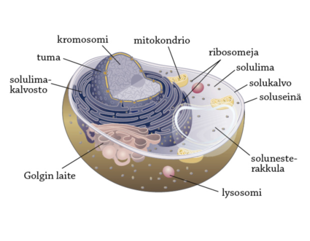 Biologia- solu ja perinnöllisyys