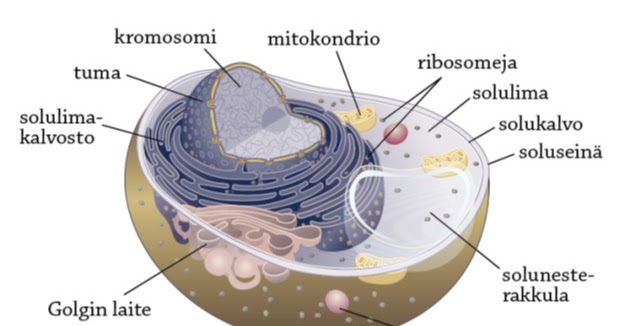 BI2 oppimispäiväkirja: KPL1: Eliöt rakentuvat soluista