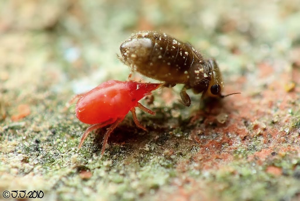 Catalogue of Organisms: The Prostigmata: Endless Forms