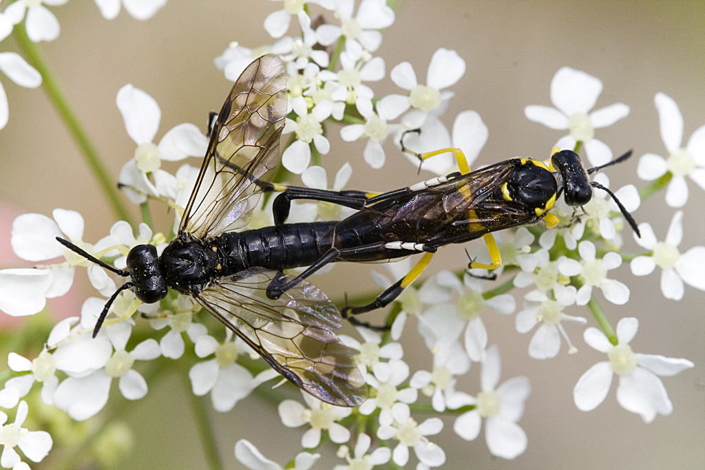 Invertebrados de Huesca: Macrophya montana (Mosca de sierra)