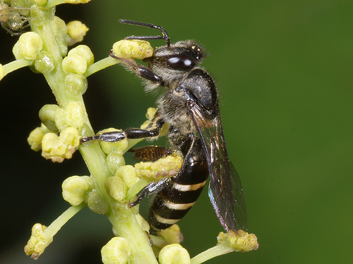 Madu Lebah Alami: Jenis - Jenis Lebah
