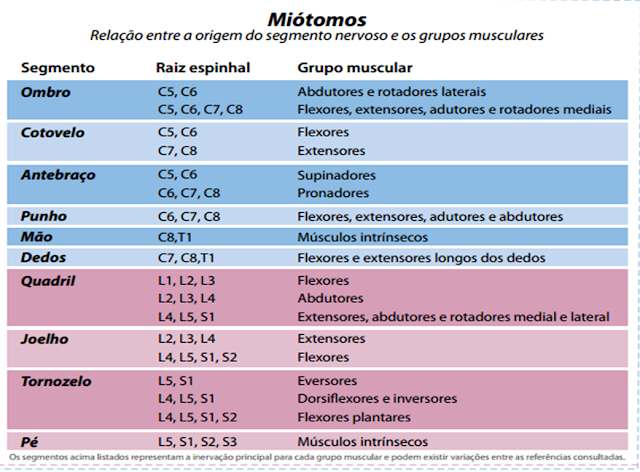 Fisioterapia - Recursos Terapêuticos - UFVJM: Miótomos
