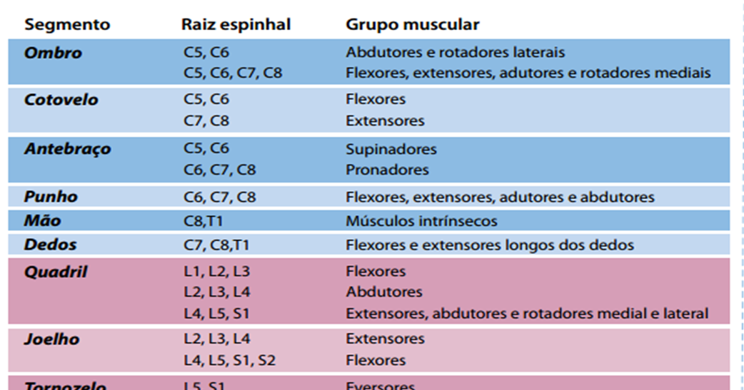 Fisioterapia - Recursos Terapêuticos - UFVJM: Miótomos