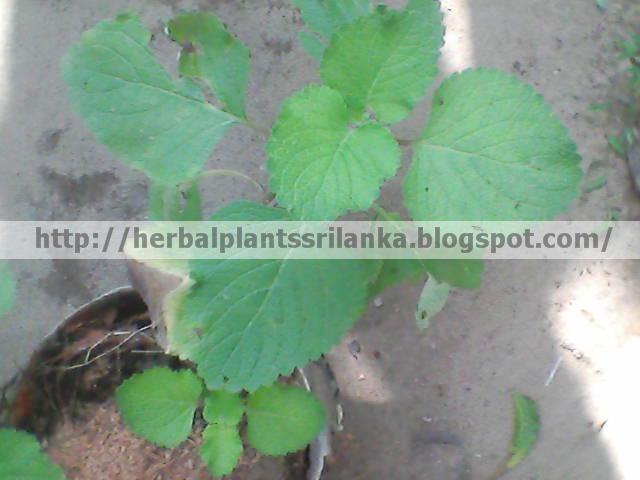 ශාකයේ නම: කැන්ද