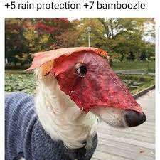 Bamboozled Again: 11 Pictures of Puppers Who Bamboozled Us Again