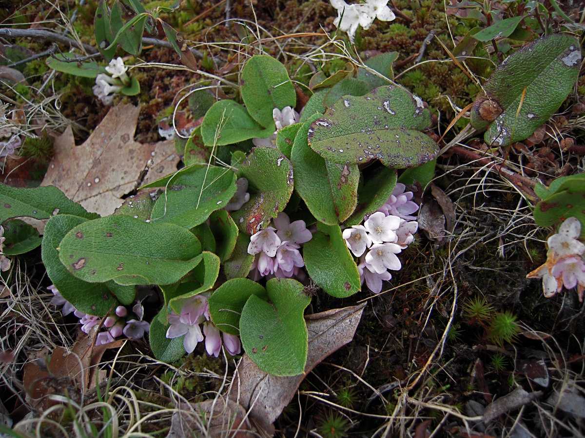 Burger's Onion: Trailing Arbutus