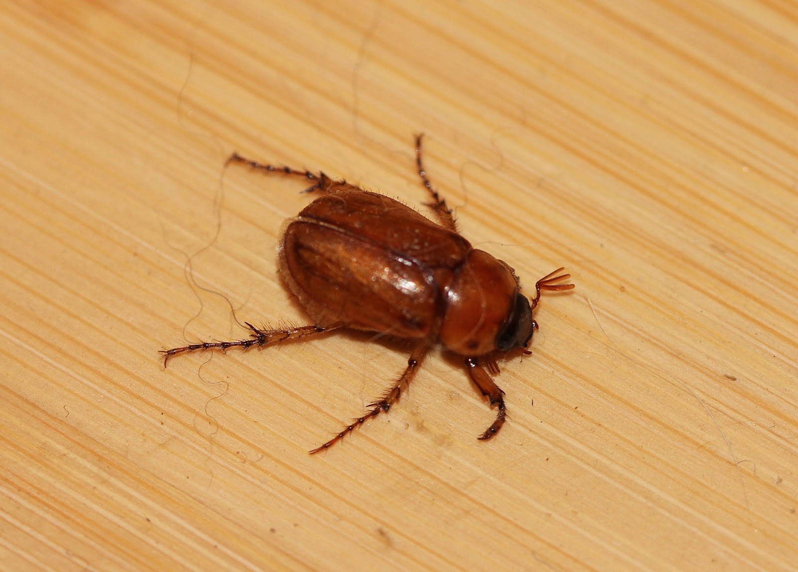 La Cresta Critters: Hairy June (Southern Masked Chafer) Beetle