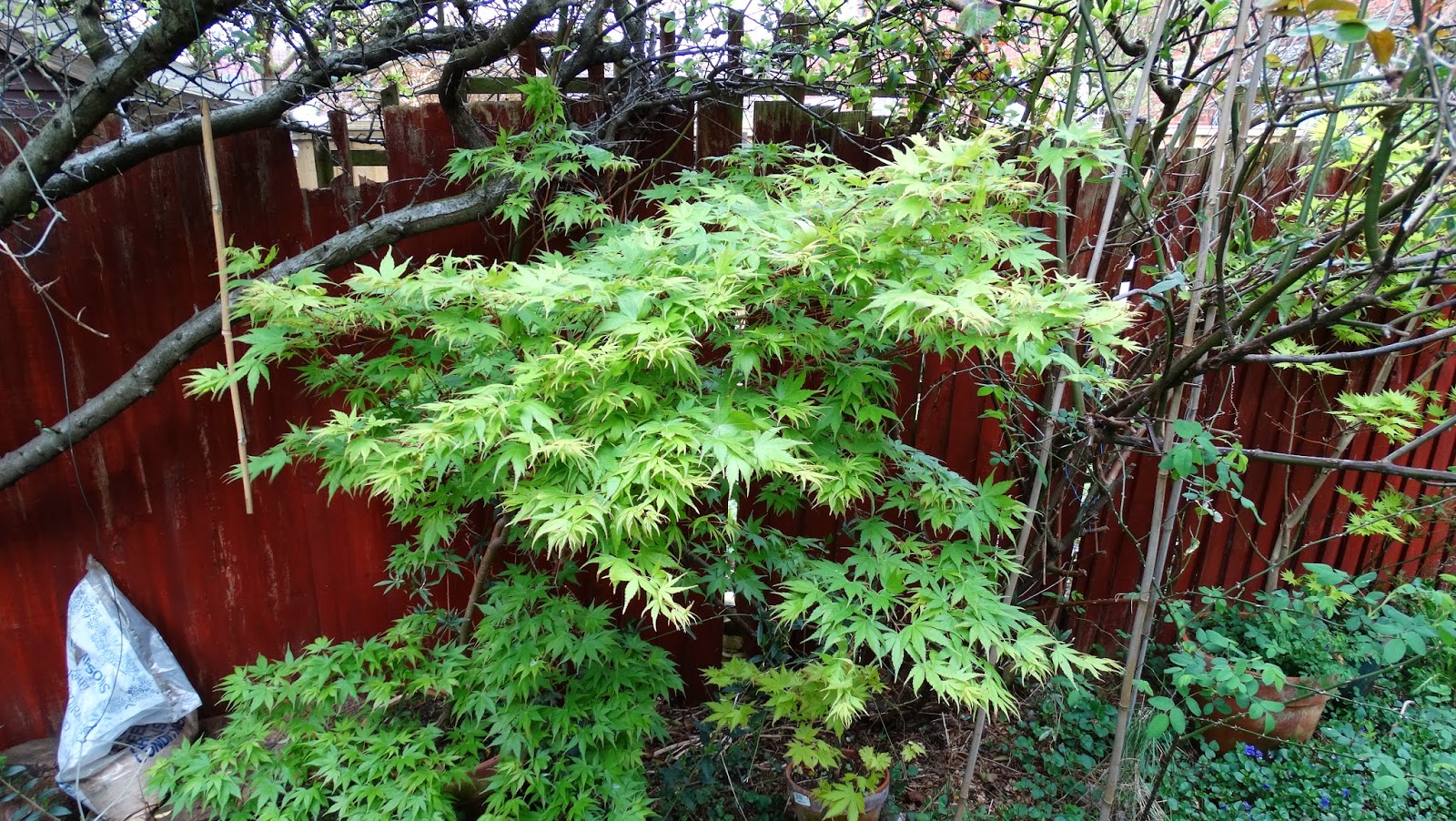 Japanese Maple Trees: JAPANESE MAPLE - ACER SHIRASAWANUM JORDAN