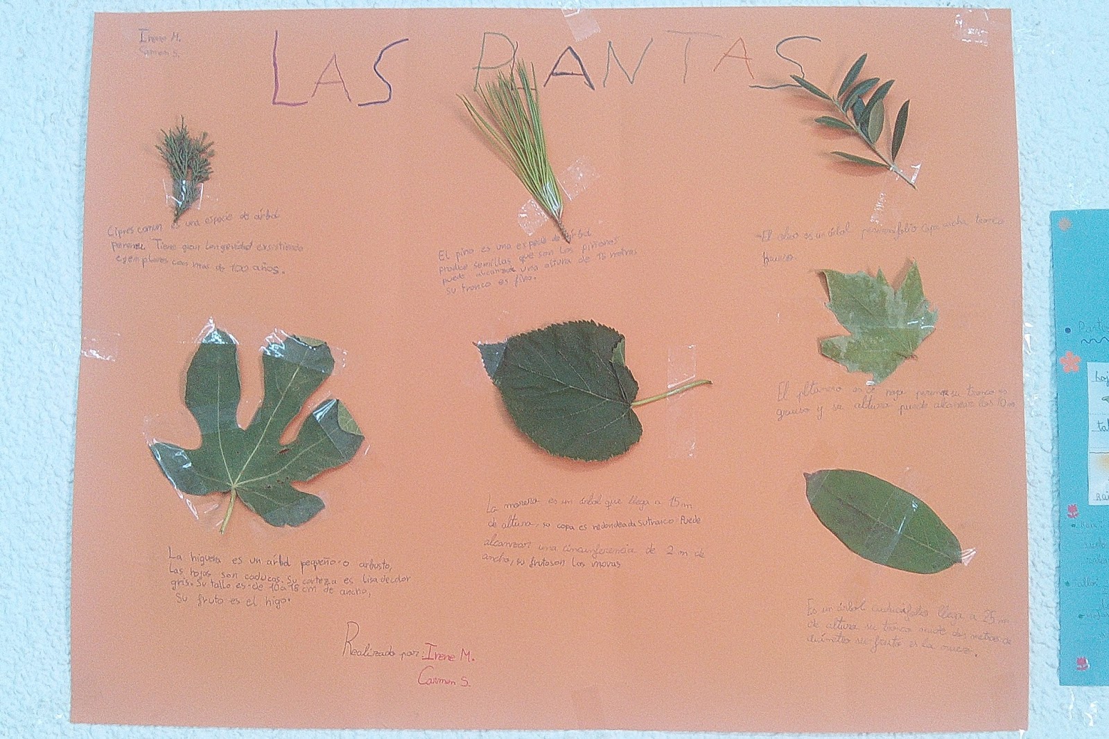 DEBERES Y RECREO CEIP "San Agustín" Casas Ibáñez (Albacete): TRABAJOS ...