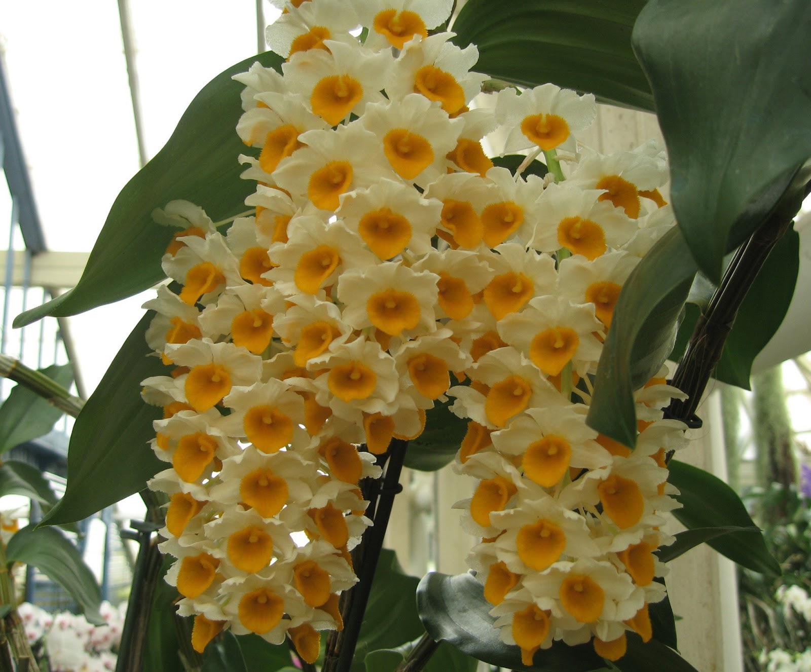 Grow and care Dendrobium Thyrsiflorum Orchid - Pinecone-like Raceme ...