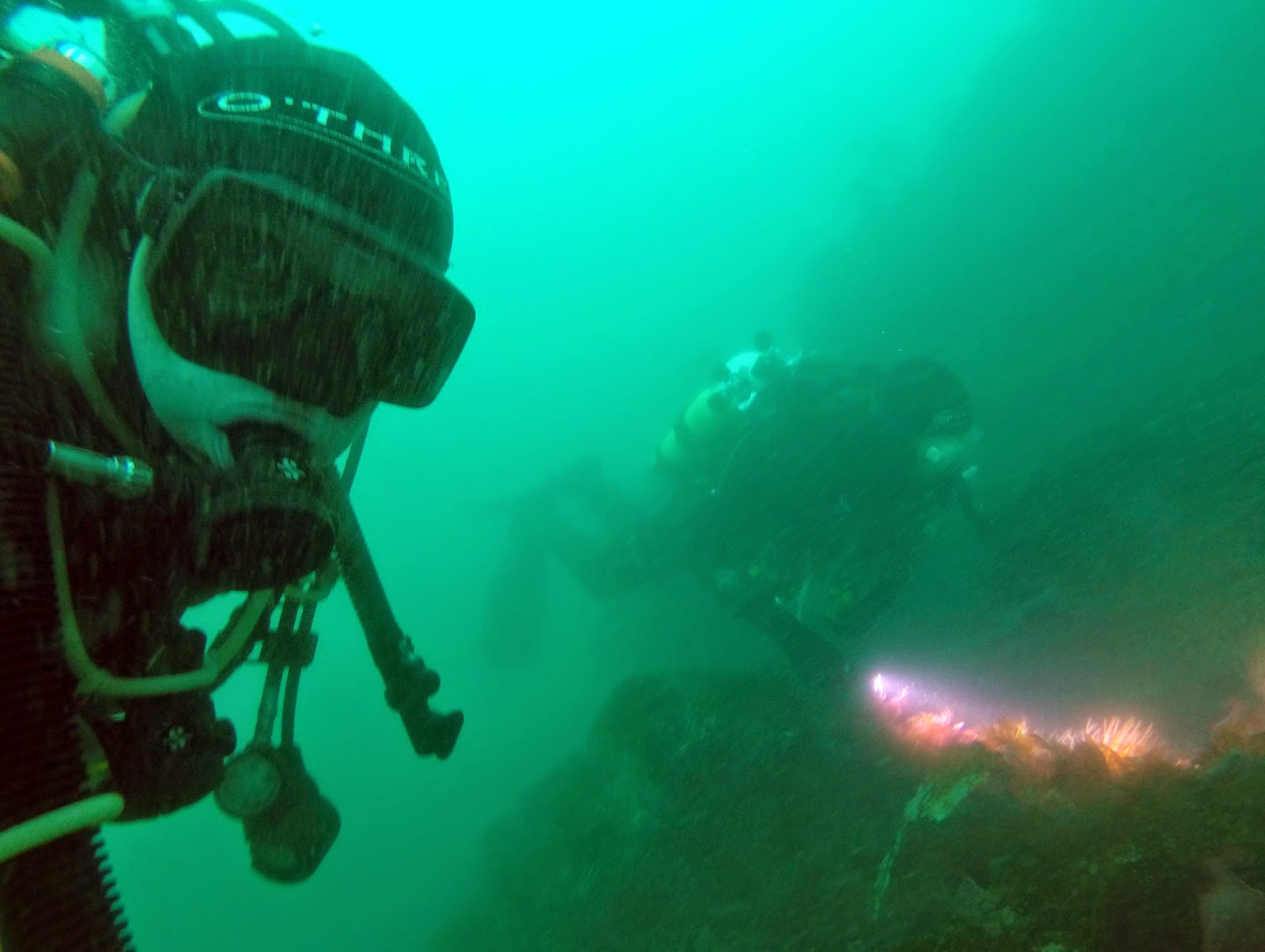 Hedge Finders: Diving in Falmouth - Giant Jellyfish