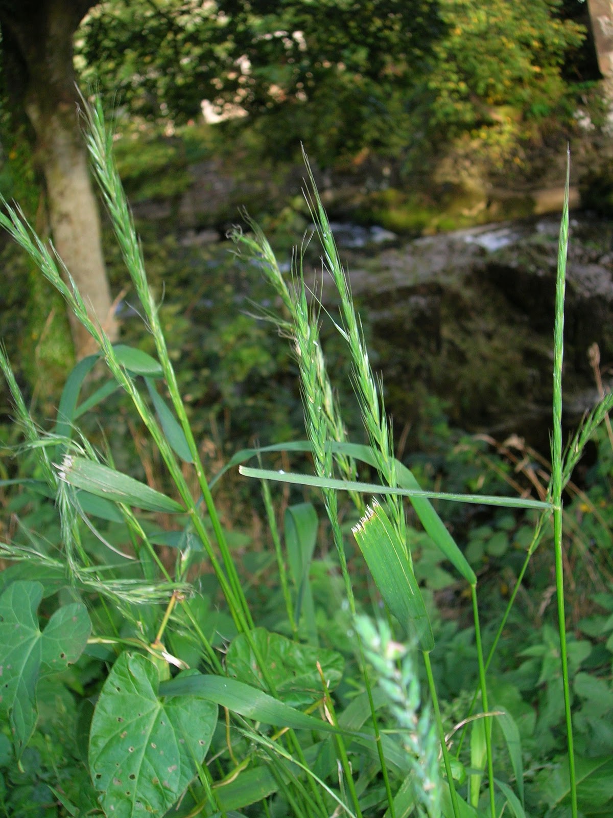 The Rainforest Fund Project: Elymus caninus - Bearded Couch