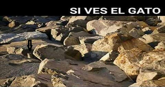 Respuesta: Encuentra el gato - Respuestas Acertijos