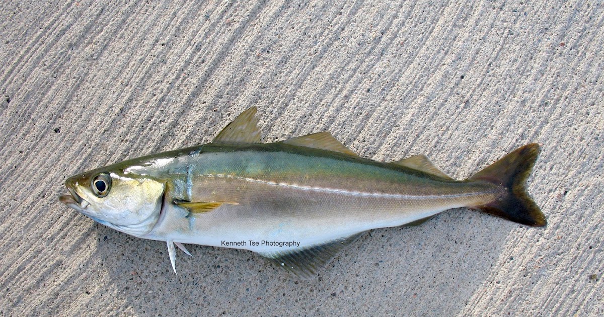 MuskieBait Adventures: Saithe (Pollachius virens)