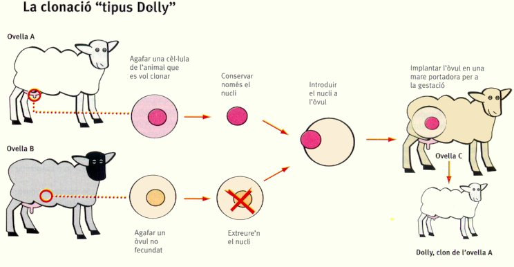 Acercándonos más a esto llamado clonación.: TIPOS DE CLONACIÓN