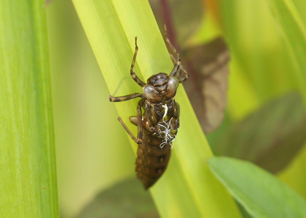 Mike Randall Bird Photography: Dragonfly Nymph