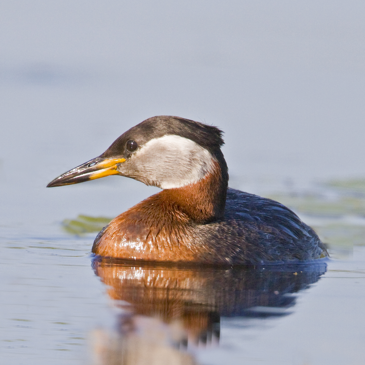 PETER'S PORTFOLIO..............Bird & Wildlife Photography: Red-necked ...