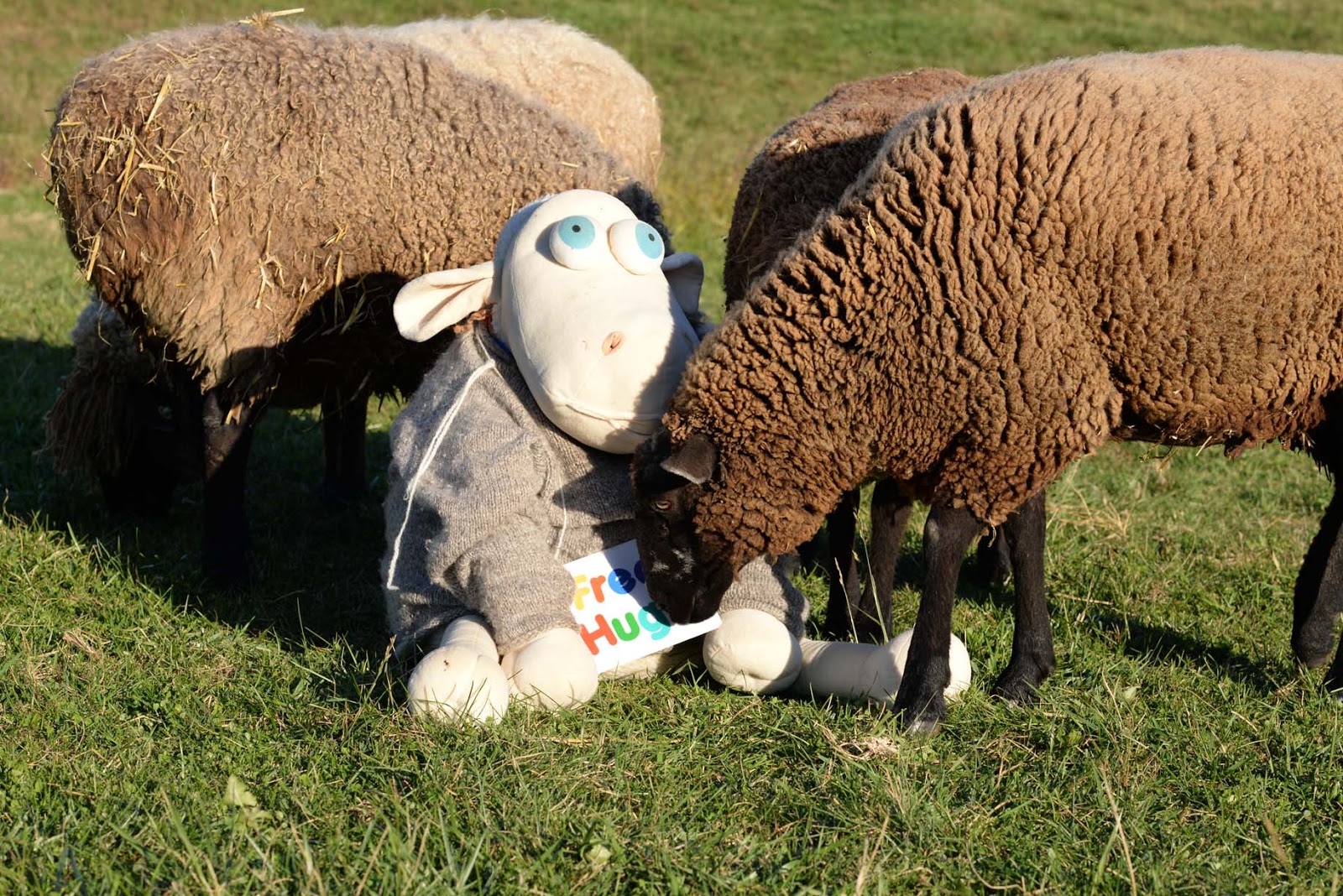 Punkin's Patch: It's Almost Time To Come Out And Hug Some Sheep