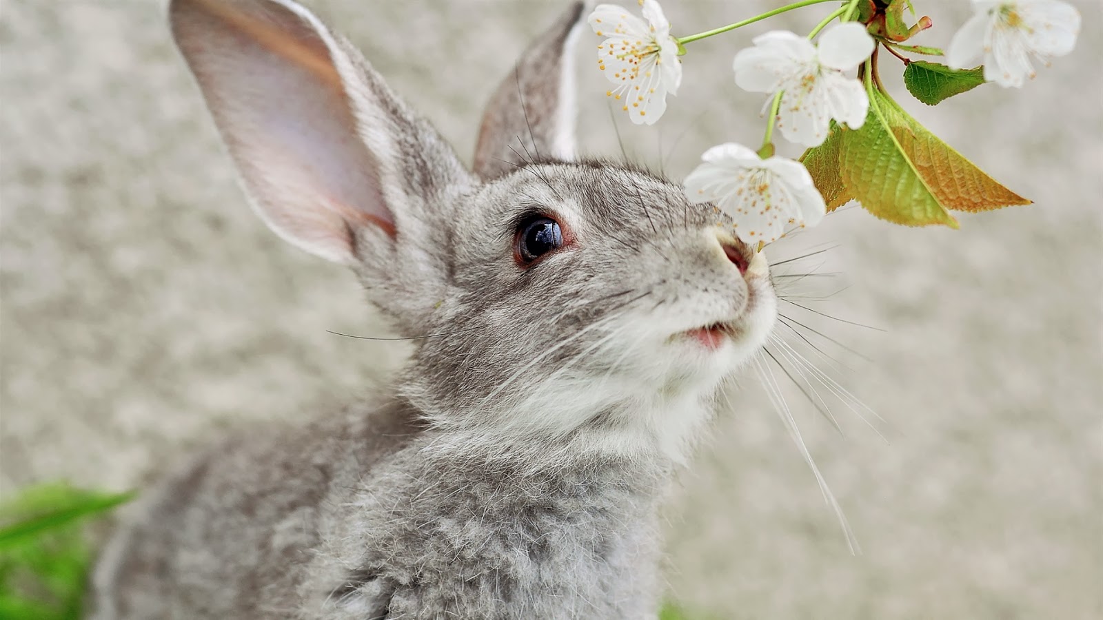 Rabbit Wallpapers HD Free - beautiful desktop wallpapers 2014