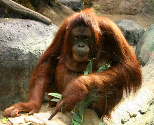 Lumea Animalelor: Maimuta