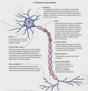 NEUROFISIOLOGÍA : LA NEURONA
