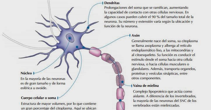 NEUROFISIOLOGÍA : LA NEURONA