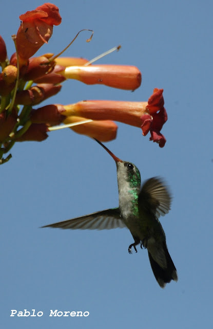 Aves de Mendoza: Picaflor comun(Chlorostilbon aureoventris)