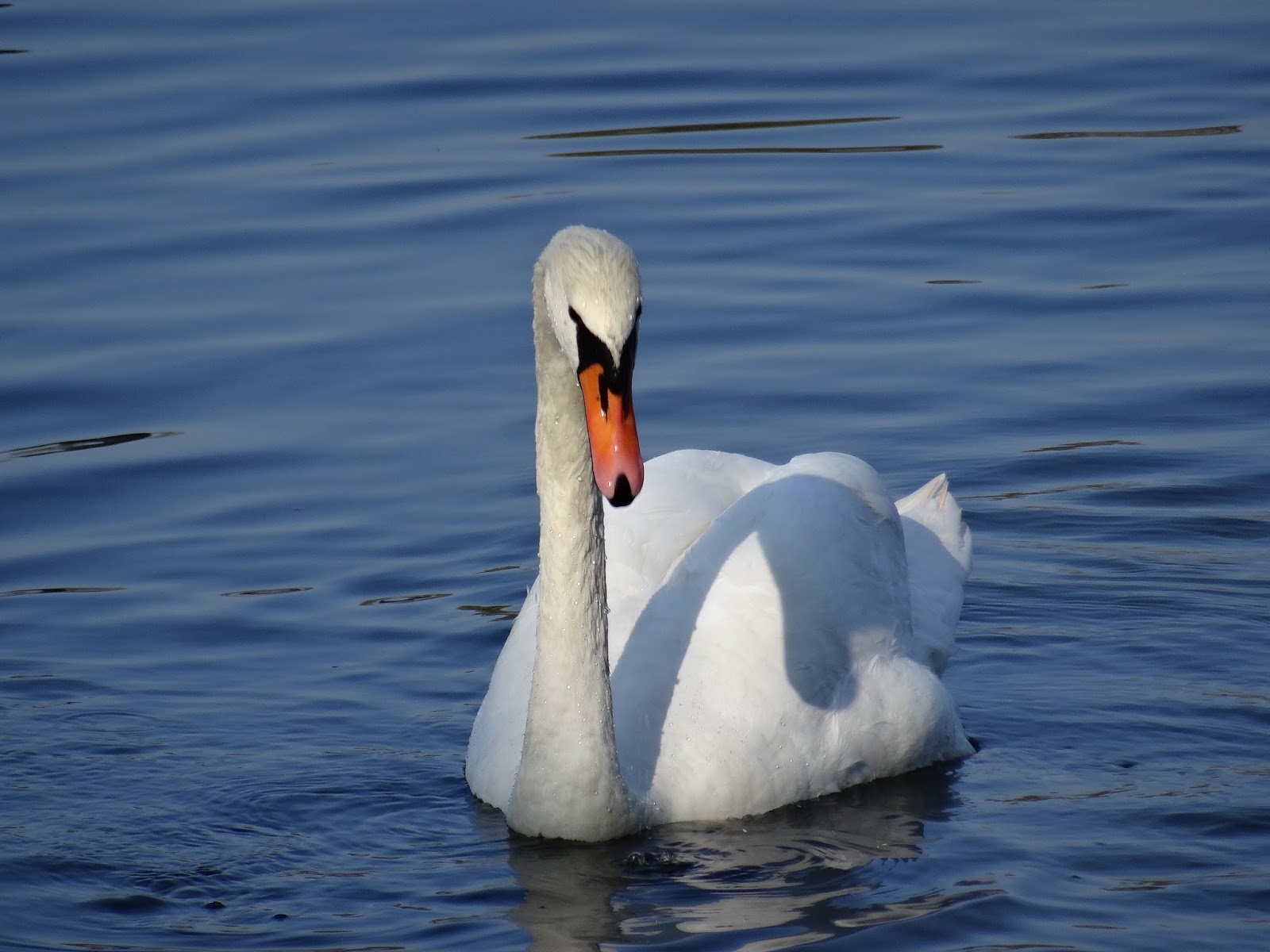 Fotografia przyrody.: Łabędź niemy (Cygnus olor).