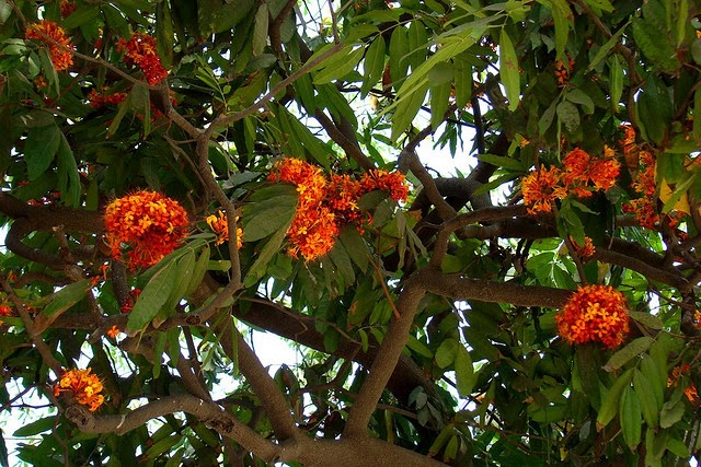 Ashoka Tree: Facts & Medicinal Uses